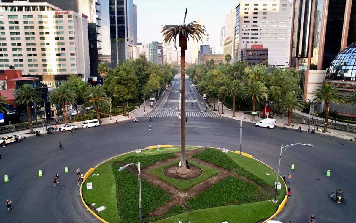 Ya llegó a la CDMX el ahuehuete que estará en la Glorieta de la Palma ...