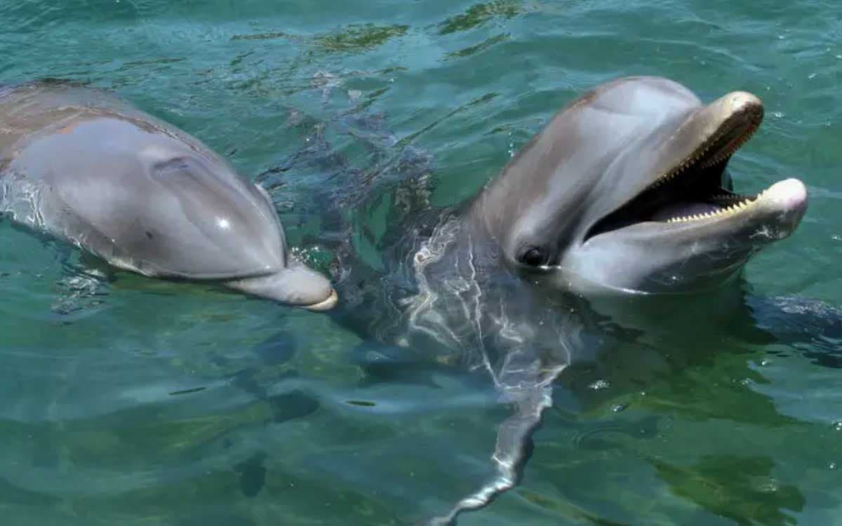 Los delfines forman la mayor red de alianzas después de los humanos ...