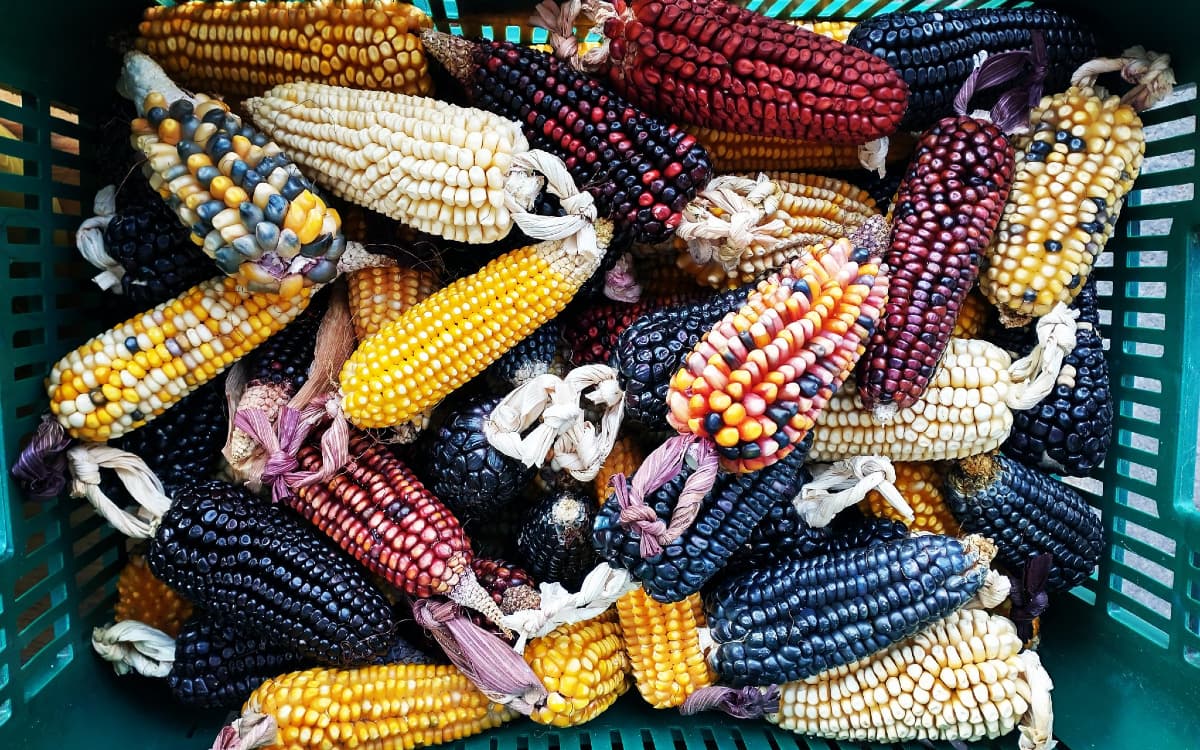 México tiene la soberanía para proteger el maíz nativo y a su población ...