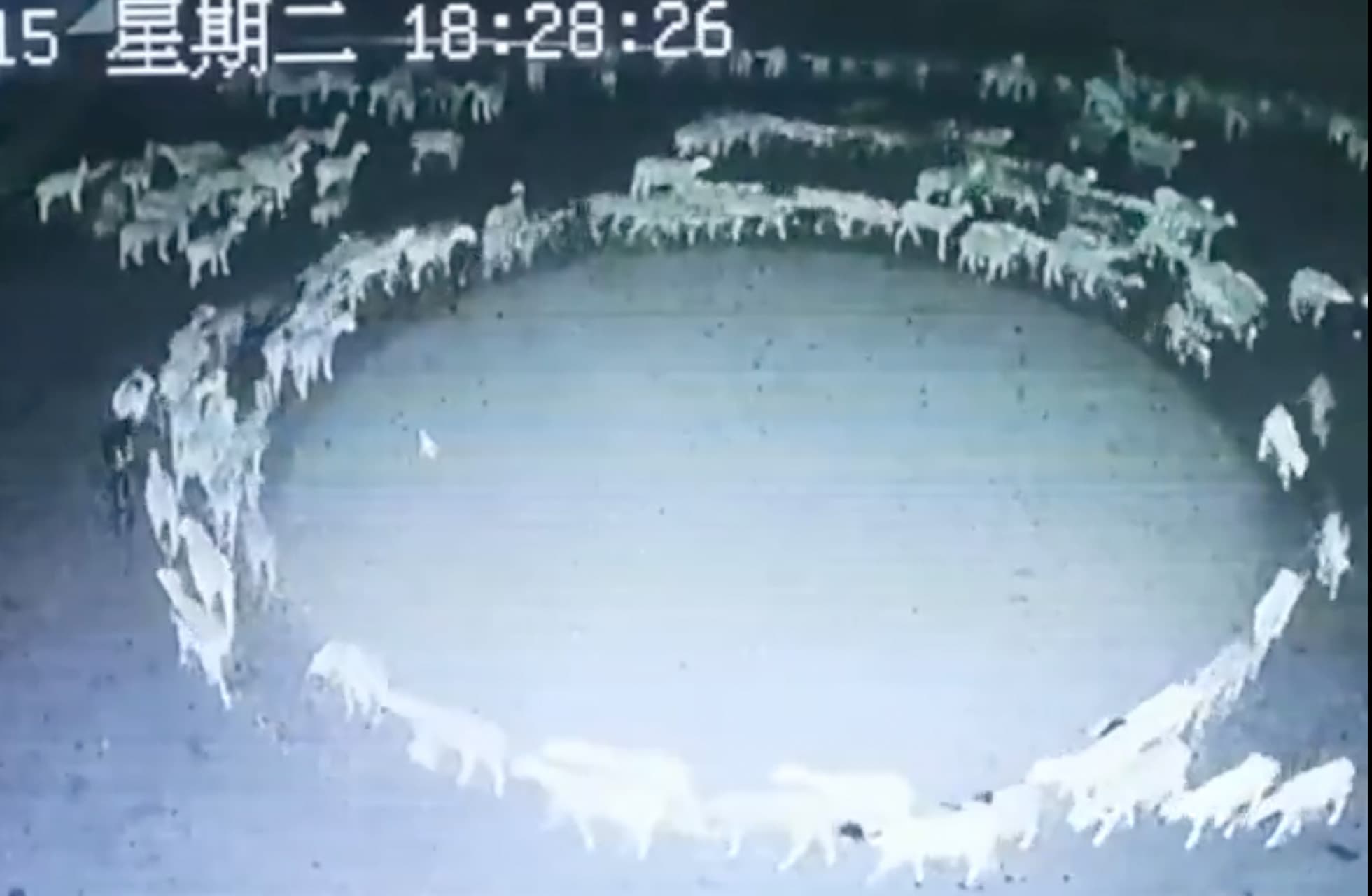 Decenas de ovejas caminan misteriosamente en círculos desde hace 10 ...