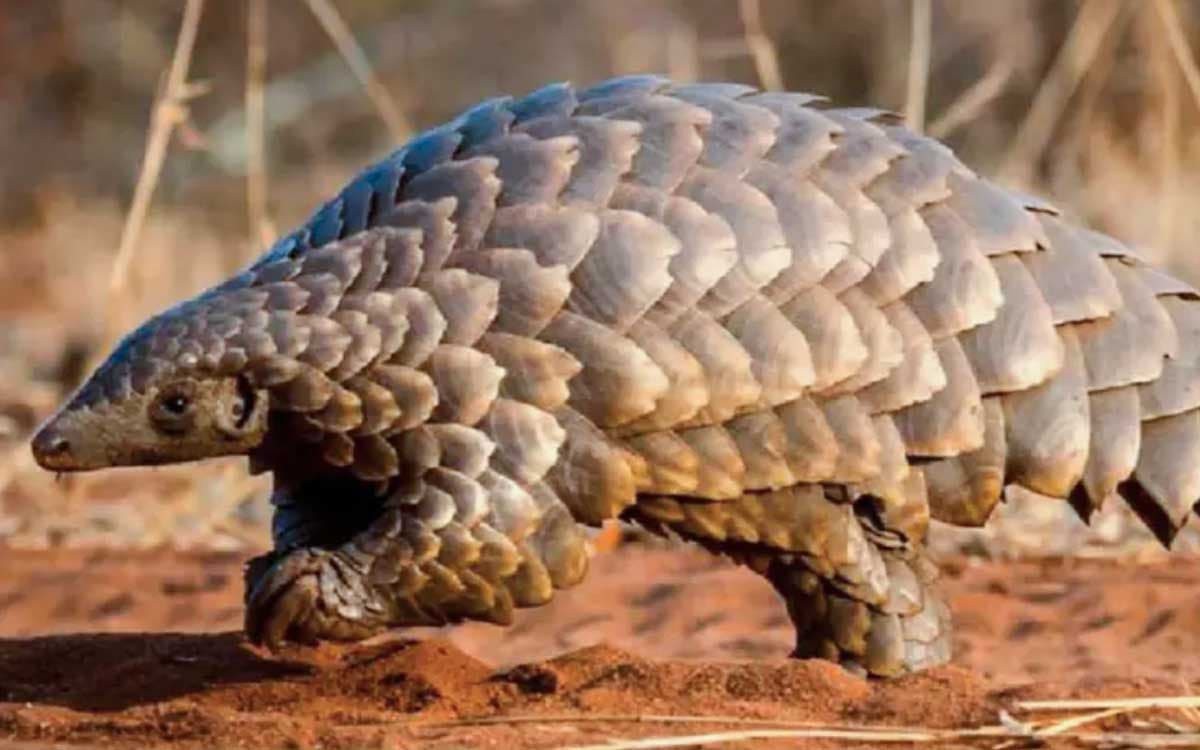 Descubren nueva especie de pangolín en China, la novena de este ...