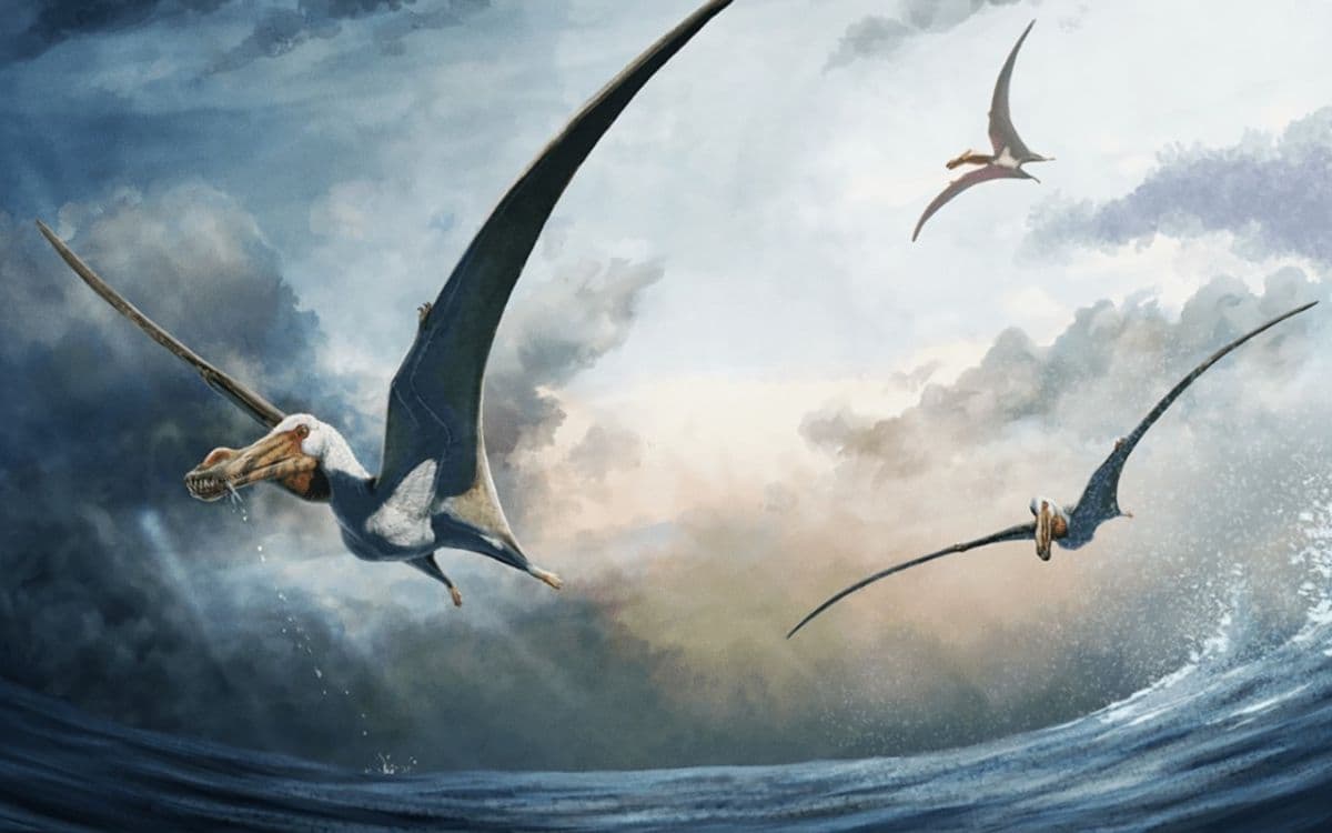 Huesos de hace 100 millones de años desvelan nueva especie de saurio ...