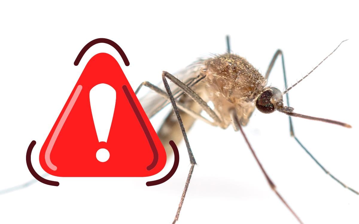 ¿Qué es el dengue y cuándo debo buscar asistencia médica? | Aristegui ...