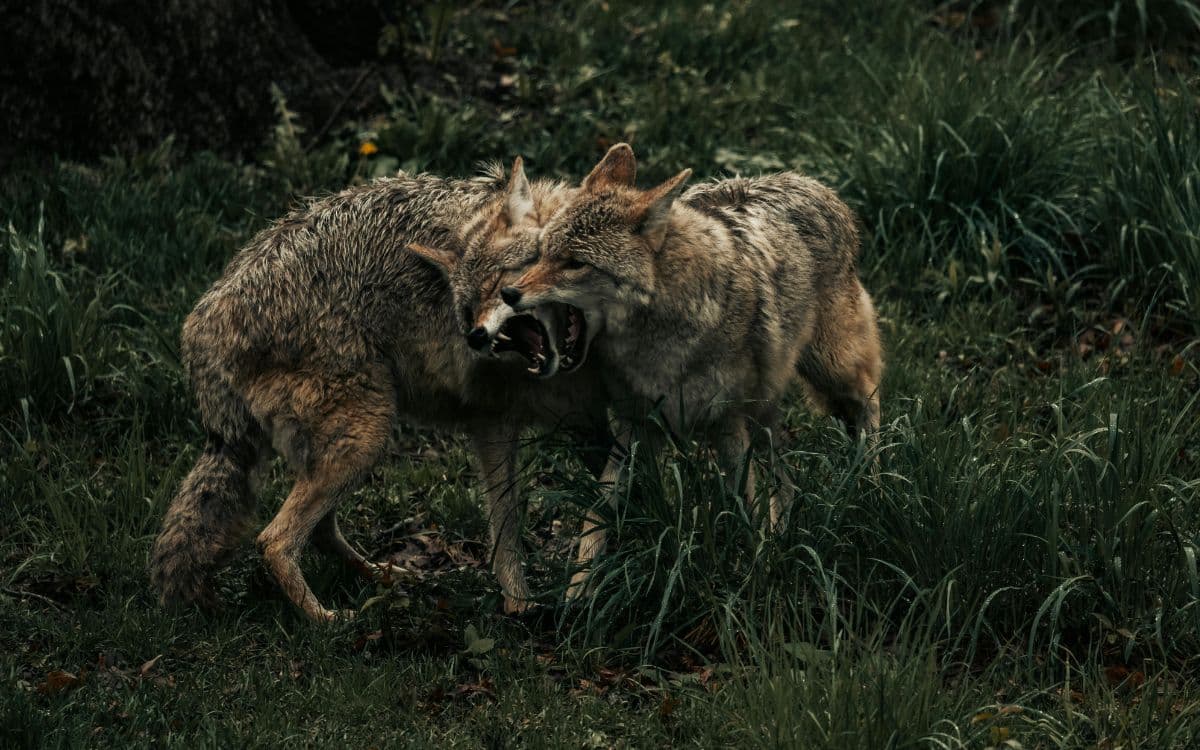 'Lobos asesinos' acechan la India; han muerto nueve niños | Aristegui ...