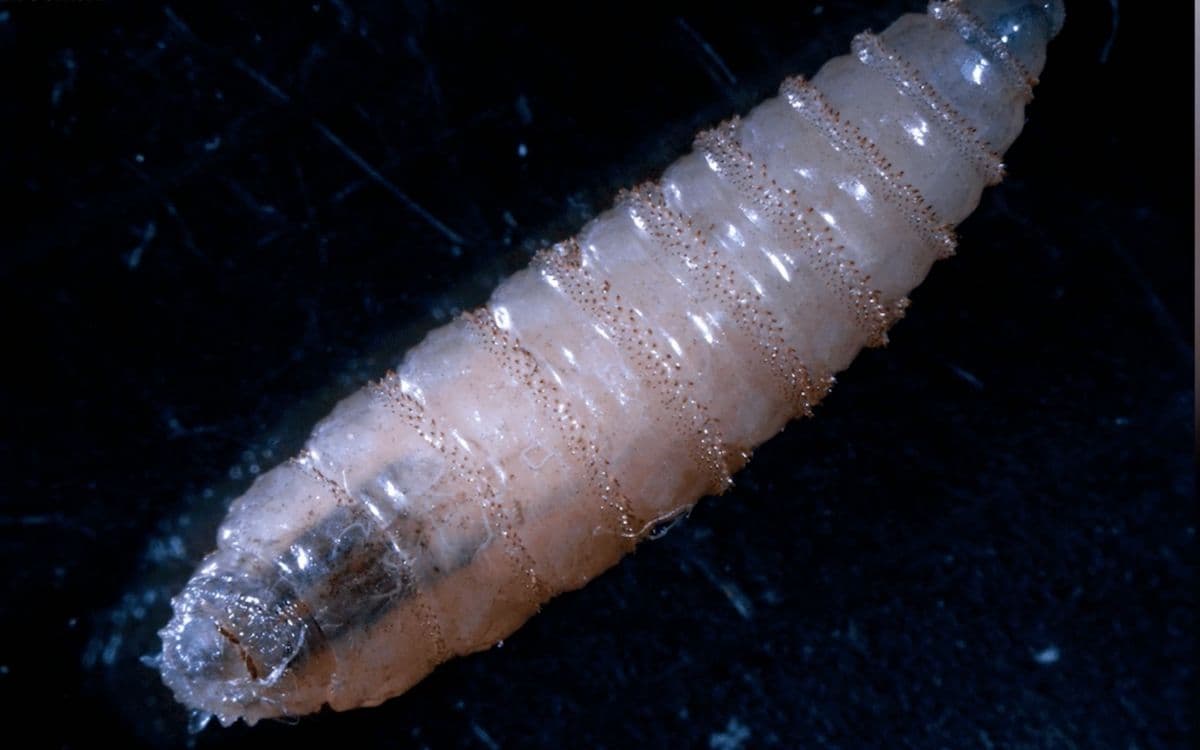 ¿Cómo afecta el gusano barrenador a los animales y por qué preocupa su ...