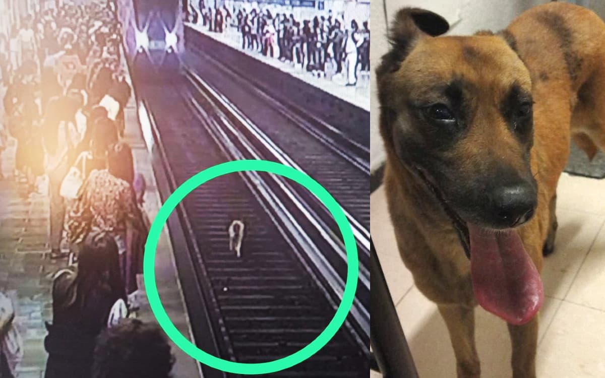 Paran línea azul del metro para sacar a perrito de las vías | Aristegui ...