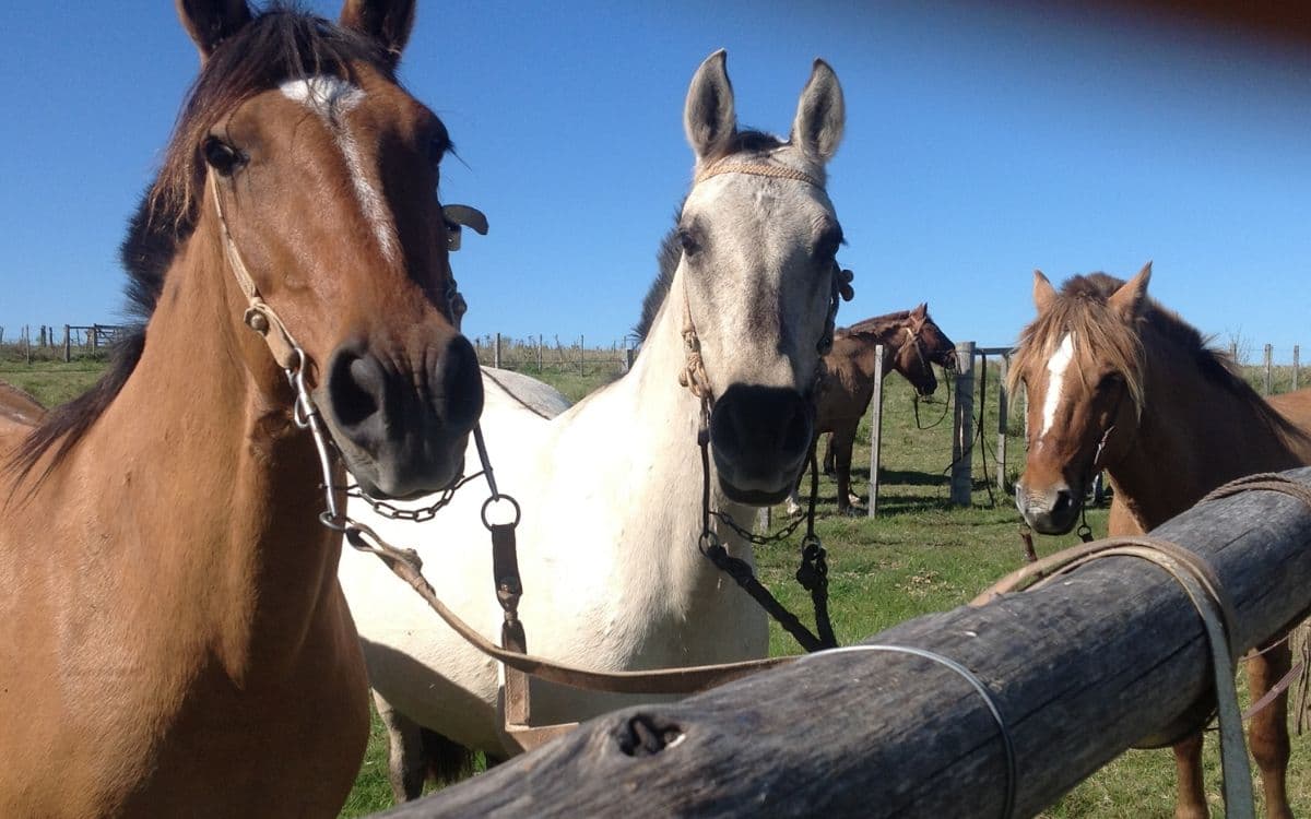 Científicos logran nacimiento de primeros caballos genéticamente ...